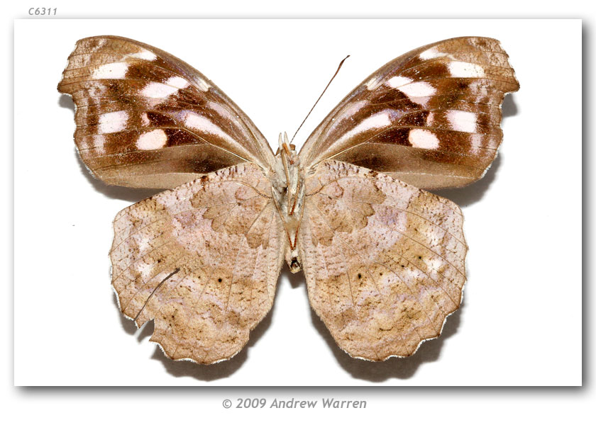 Myscelia cyaniris alvaradia (type specimens)